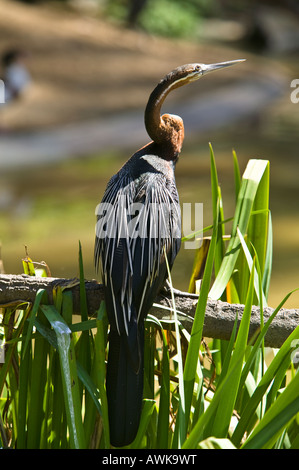 African Darter bird San Diego, Zoo California, USA Stock Photo - Alamy