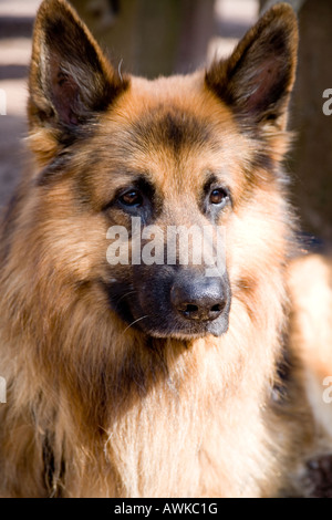 Old German sheep doG Stock Photo - Alamy