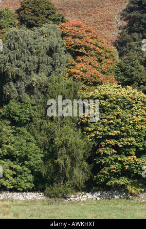 A mix of broadleaf and conifer trees with the first few leaves turning ...