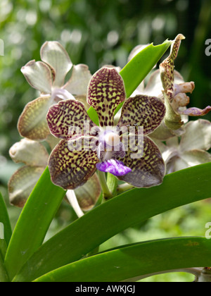 Vanda Mini Palmer Stock Photo - Alamy