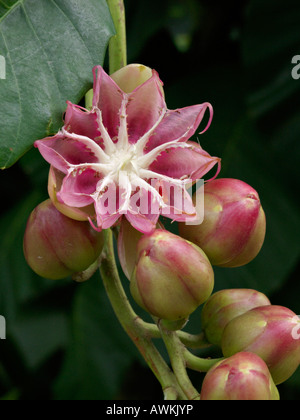 Shrubby Dillenia (Dillenia suffruticosa Stock Photo - Alamy