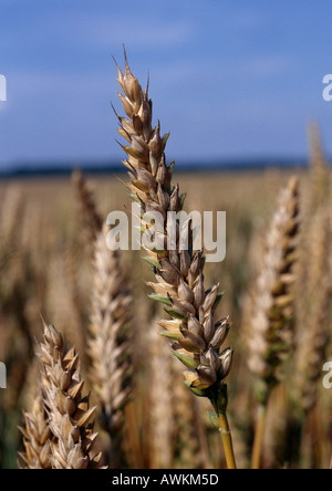 Wheat Husk with field in the background Stock Photo - Alamy