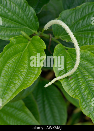 pepper plants (Piper Stock Photo - Alamy