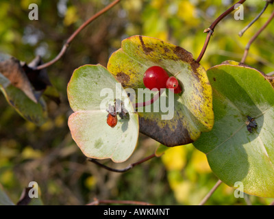 Lonicera flava Lonicera flava Stock Photo - Alamy