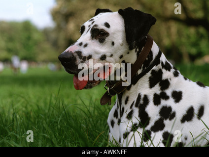 Dalmatian / carriage dog / spotted coach dog running in field Stock ...