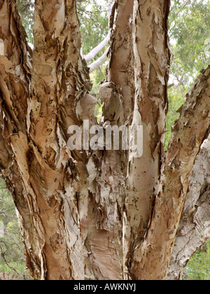 White feather honey myrtle (Melaleuca decora Stock Photo - Alamy