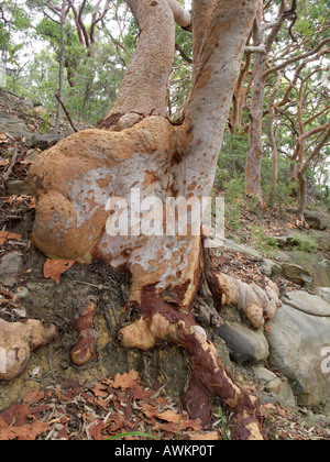 Sydney Red Gum tree trunks Stock Photo - Alamy