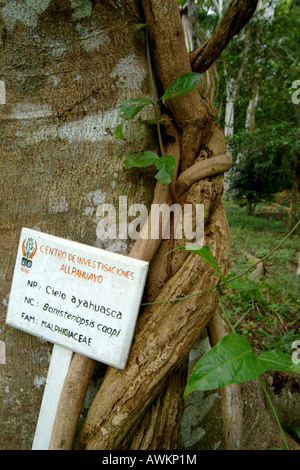 ayahuasca plant (or yagé vine Banisteriopsis caapi) in Peru's Amazon ...