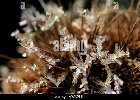 Close up of frost formation that has occurred on spikey conker shell ...