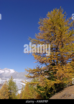 European larches ( Larix decidua) Aletsch region, Valais, Switzerland ...