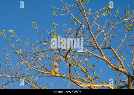Leaves and seed pods of a boab tree at Careening Bay, Kimberley ...