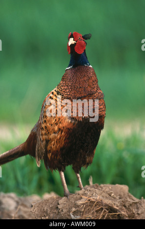Male pheasant (Phasanius colchicus) bird in field, Germany Stock Photo ...