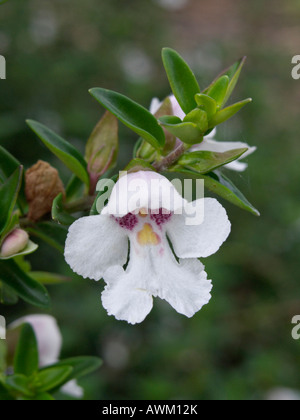 Alpine mint bush (Prostanthera cuneata Stock Photo - Alamy