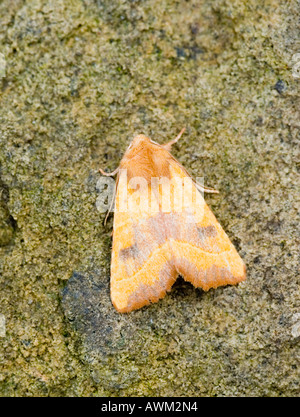 Centre-barred sallow moth (Atethmia centrago). British insect in the ...