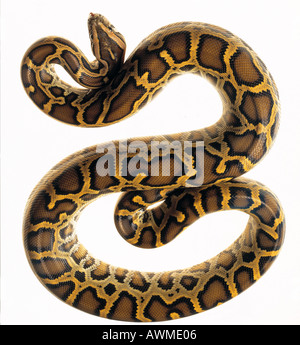 Close-up of a Burmese python Stock Photo - Alamy