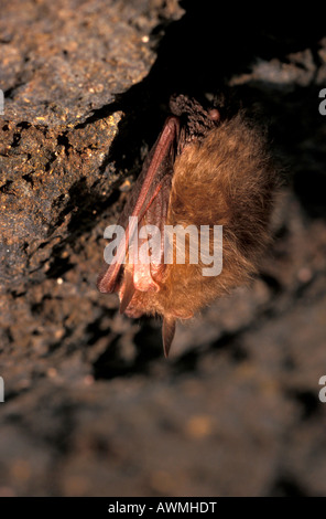 Bat hibernating in a cave. Bat hanging off the wall in a cave Stock ...