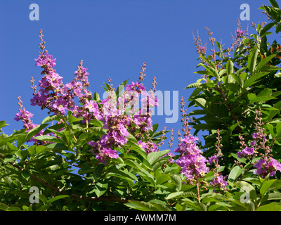 Giant Crape-Myrtle Tree of the species Lagerstroemia speciosa Stock ...