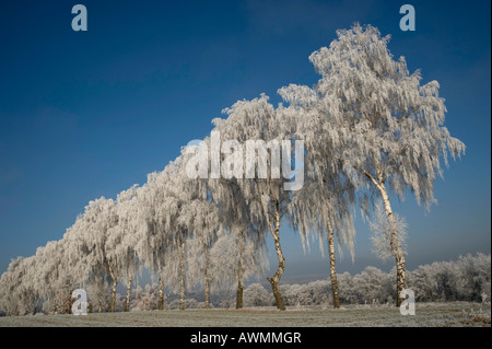 Frost-covered Silver Birch or Weeping Birch trees (Betula pendula ...