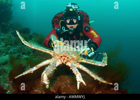 Red king crab (Paralithodes camtschatica) and diver. Barents Sea ...
