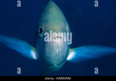 Yellowtail Snapper (Ocyurus chrysurus), Grand Bahama, Bahamas ...