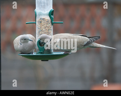 Pair of collared doves on suburban garden bird feeder Stock Photo - Alamy