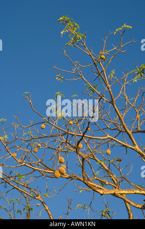 Leaves and seed pods of a boab tree at Careening Bay, Kimberley ...