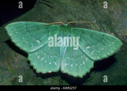Large Emerald Moth (Geometra papilionaria) adult on tree trunk with ...