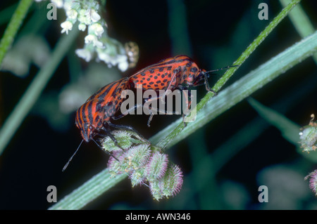 Stink Bugs, Graphosoma italicum. Couple mating Stock Photo - Alamy