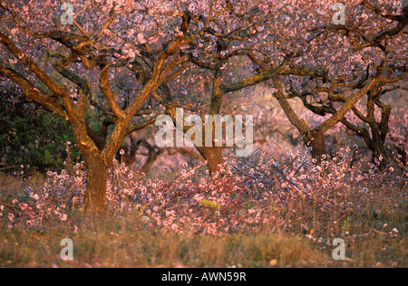 Flowering almond trees, Catalonia, Spain Stock Photo - Alamy