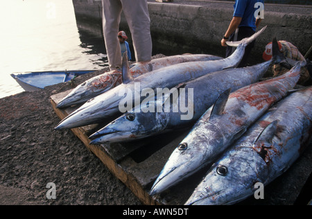 Frsh tuna, tunas, La Restinga, El Hierro, Canary Islands, Spain Stock ...