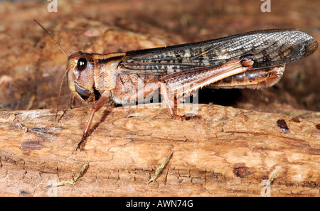 migratory locust (Locusta migratoria), sitting on the ground, South ...