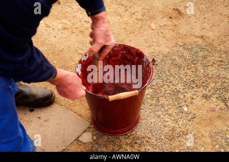 Home butchering, pig's blood stirred in a pail to make blood sausage ...