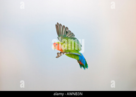 Peach faced lovebird in flight side view Stock Photo - Alamy