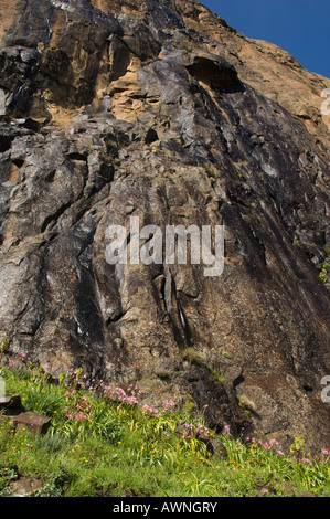 Guernsey lilies, Nerine sarniensis, on the slopes of the Sentinel ...