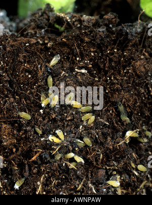LETTUCE ROOT APHID PEMPHIGUS BURSARIUS APHIDS ON LETTUCE ROOT Stock ...
