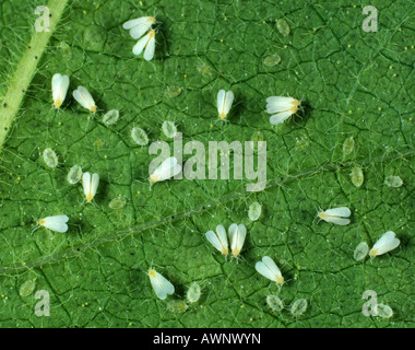 Cotton whitefly Bemisia tabaci adults male female Stock Photo - Alamy