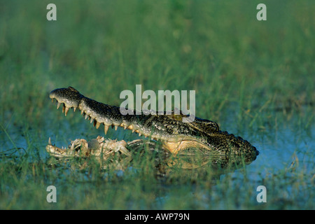 A saltwater crocodile (Crocodylus porosus) eating an olive python snake ...