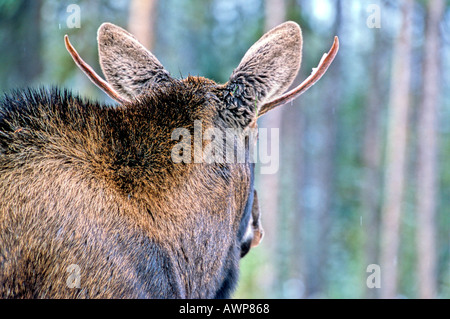 Young bull moose looking back at camera standing in tall weeds during ...