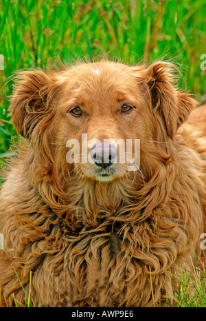 Mixed-breed dog. Portrait of adult Stock Photo - Alamy