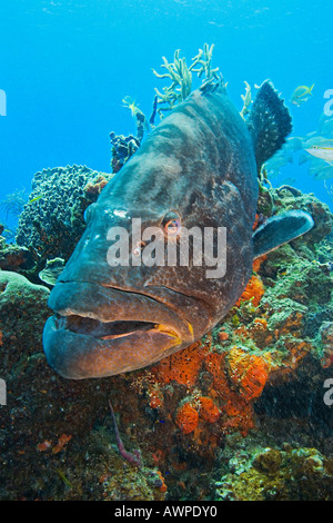 saltwater grouper on a coral reef getting parasites cleaned by cleaner ...
