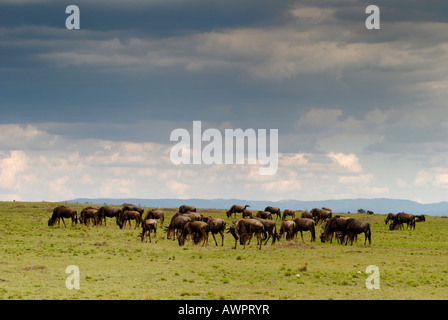 wildebeest wildebeests africa african bovid bovids bovidae "blue ...