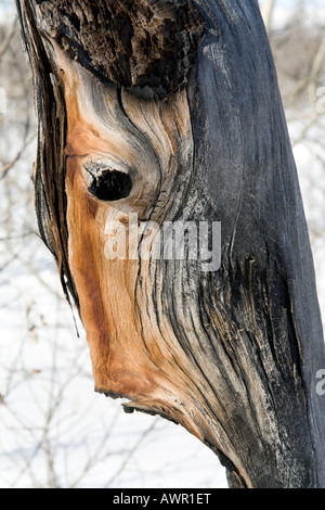 Tree stump "face Stock Photo - Alamy