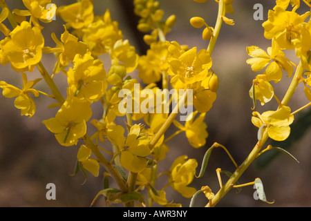 Cockroach Bush (Senna notabilis), Bungle Bungle, Purnululu National ...