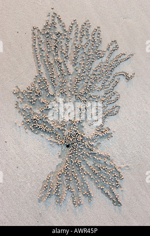 Crab track in the sand Stock Photo - Alamy