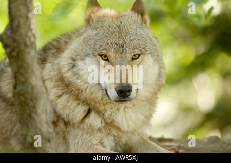 Mongolian wolf (Canis lupus chanco) in Gevaudan Park. Marvejols ...