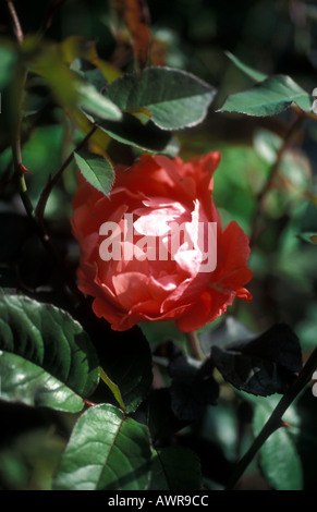 Rose (Rosa Scarlet Queen Elizabeth), Rosaceae Stock Photo - Alamy