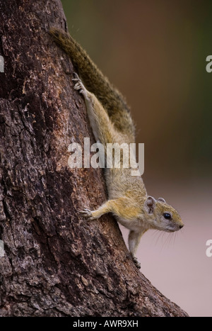 An African Tree Squirrel in a tree in Southern African savanna Stock ...