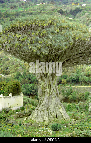 Drago Milenario, Thousand-Year-Old Dragon tree, ancient dragon tree ...