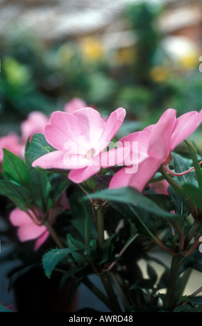 New Guinea Busy Lizzy Garden Summer nature Stock Photo - Alamy