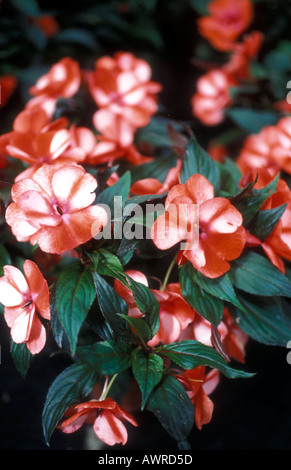 New Guinea Busy Lizzy Garden Summer nature Stock Photo - Alamy